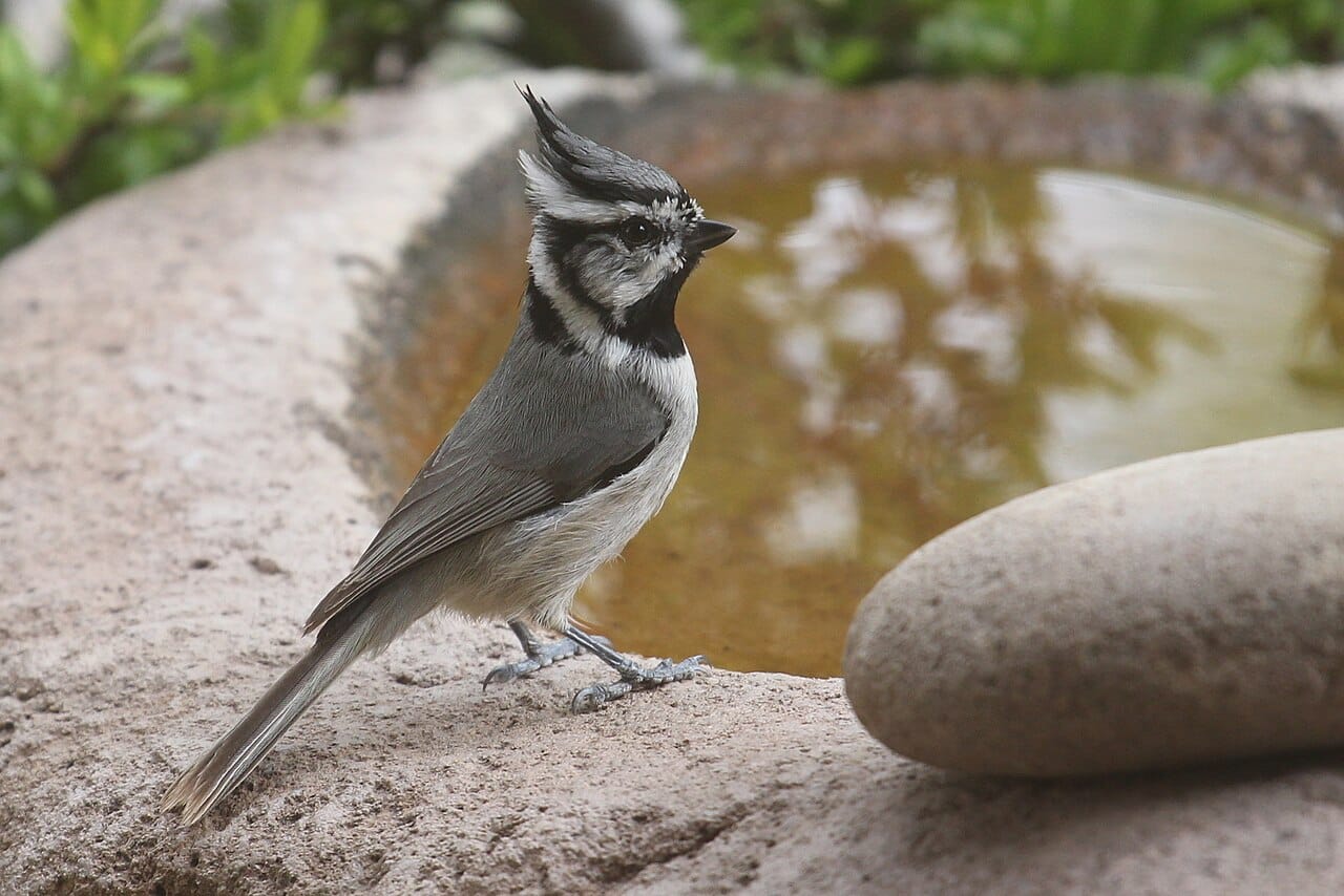 40 Birds With Crests (Tufted Heads) (Pictures and Identification)