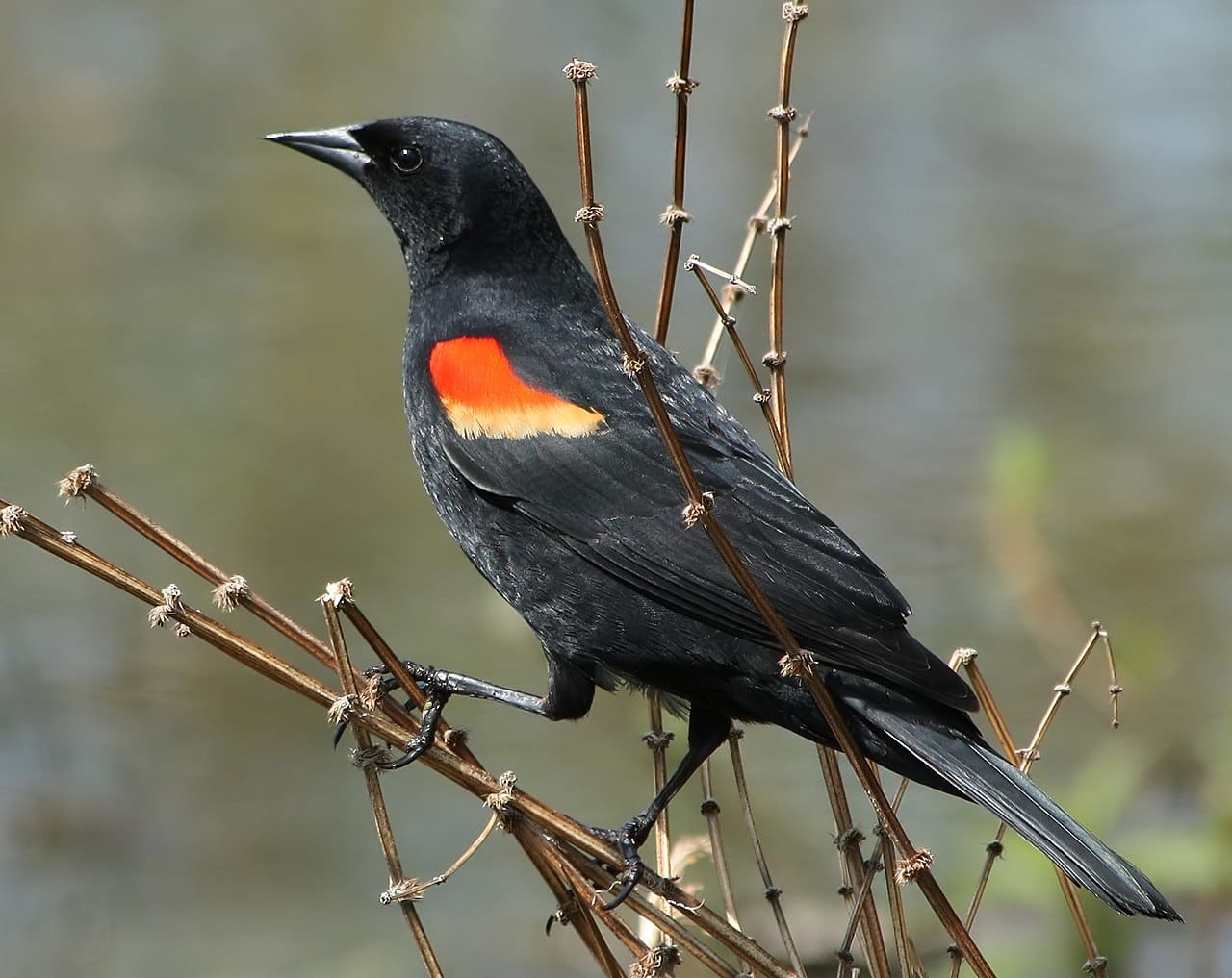 12 Birds With Red Wings (Pictures and Distribution)