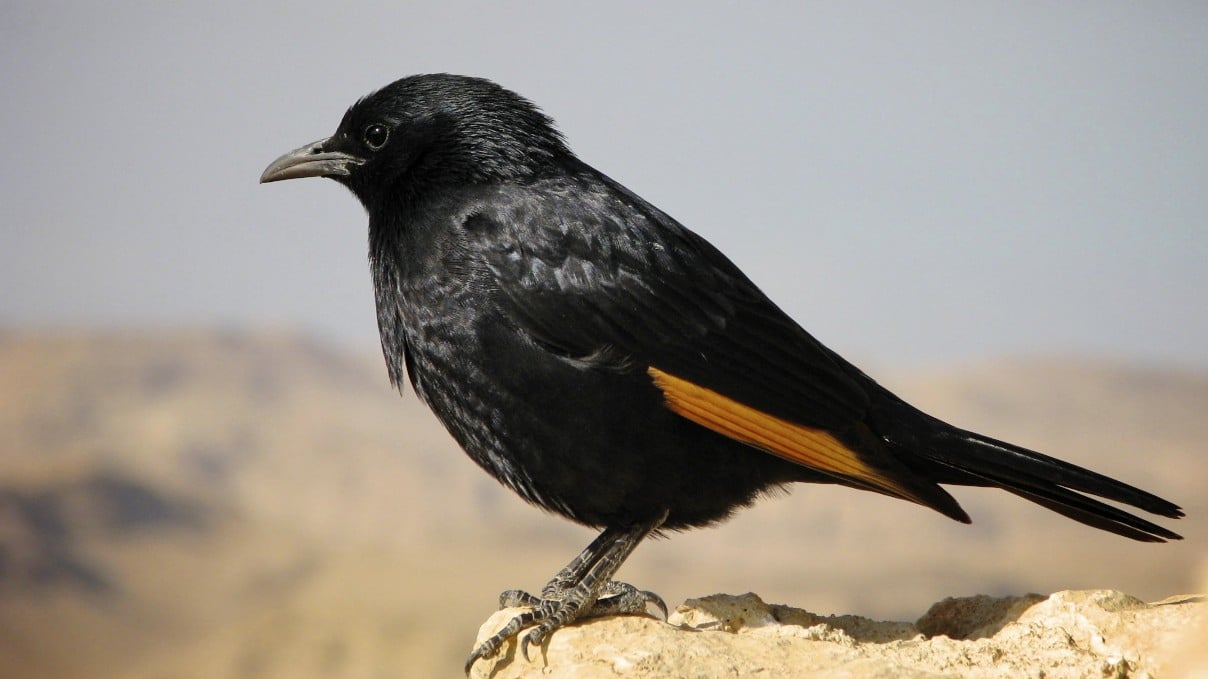 12 Birds With Red Wings (Pictures and Distribution)