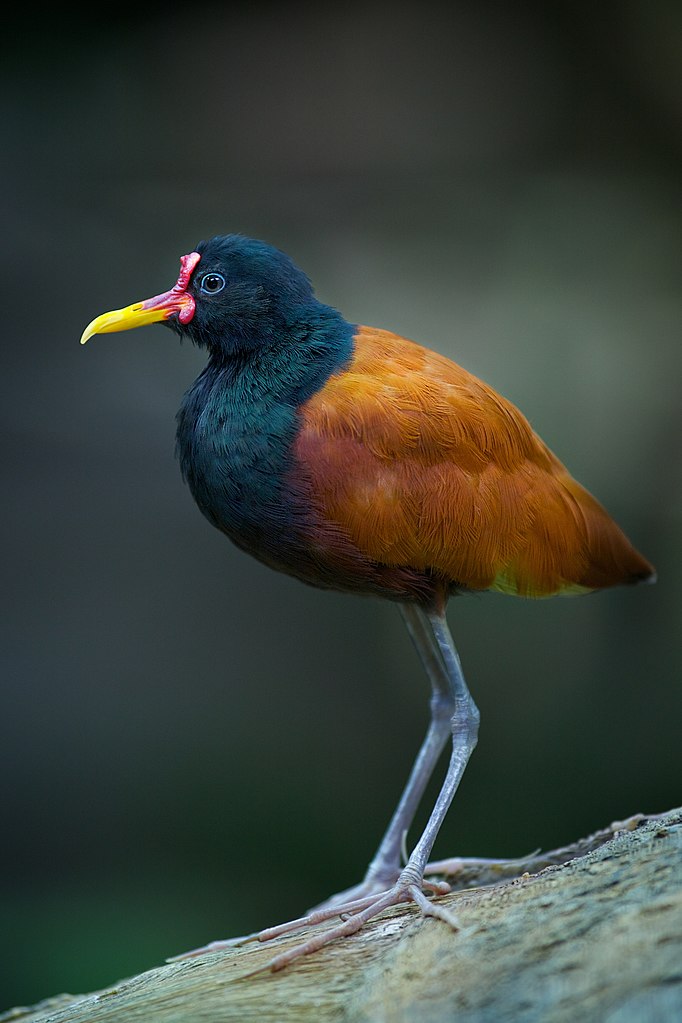 12 Birds With Red Wings (Pictures and Distribution)