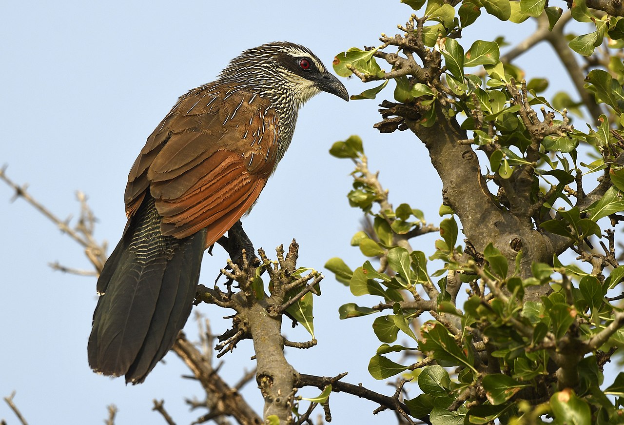 12 Birds With Red Wings (Pictures and Distribution)