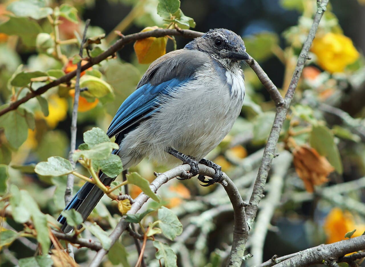 15 White and Blue Birds in the United States (with Pictures)
