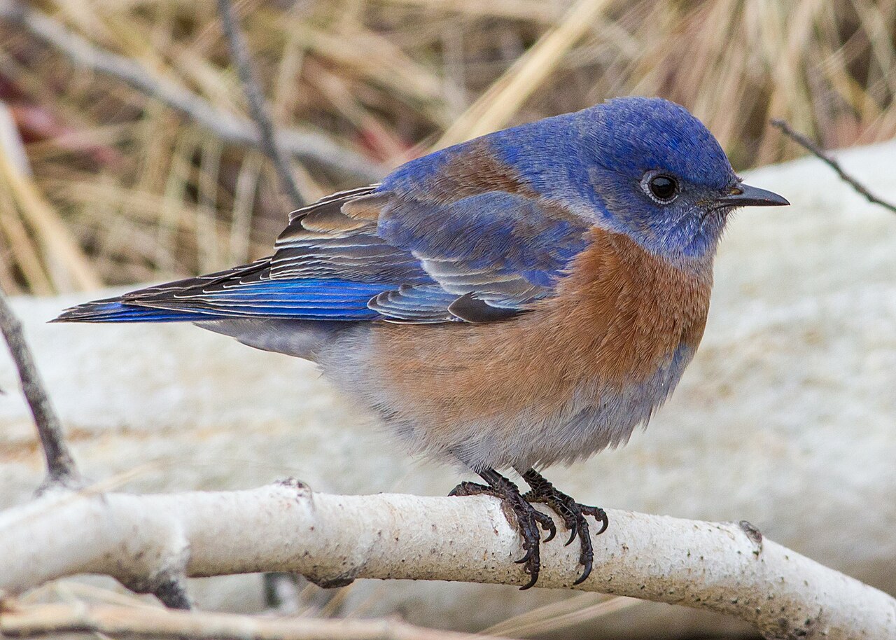 15 White and Blue Birds in the United States (with Pictures)