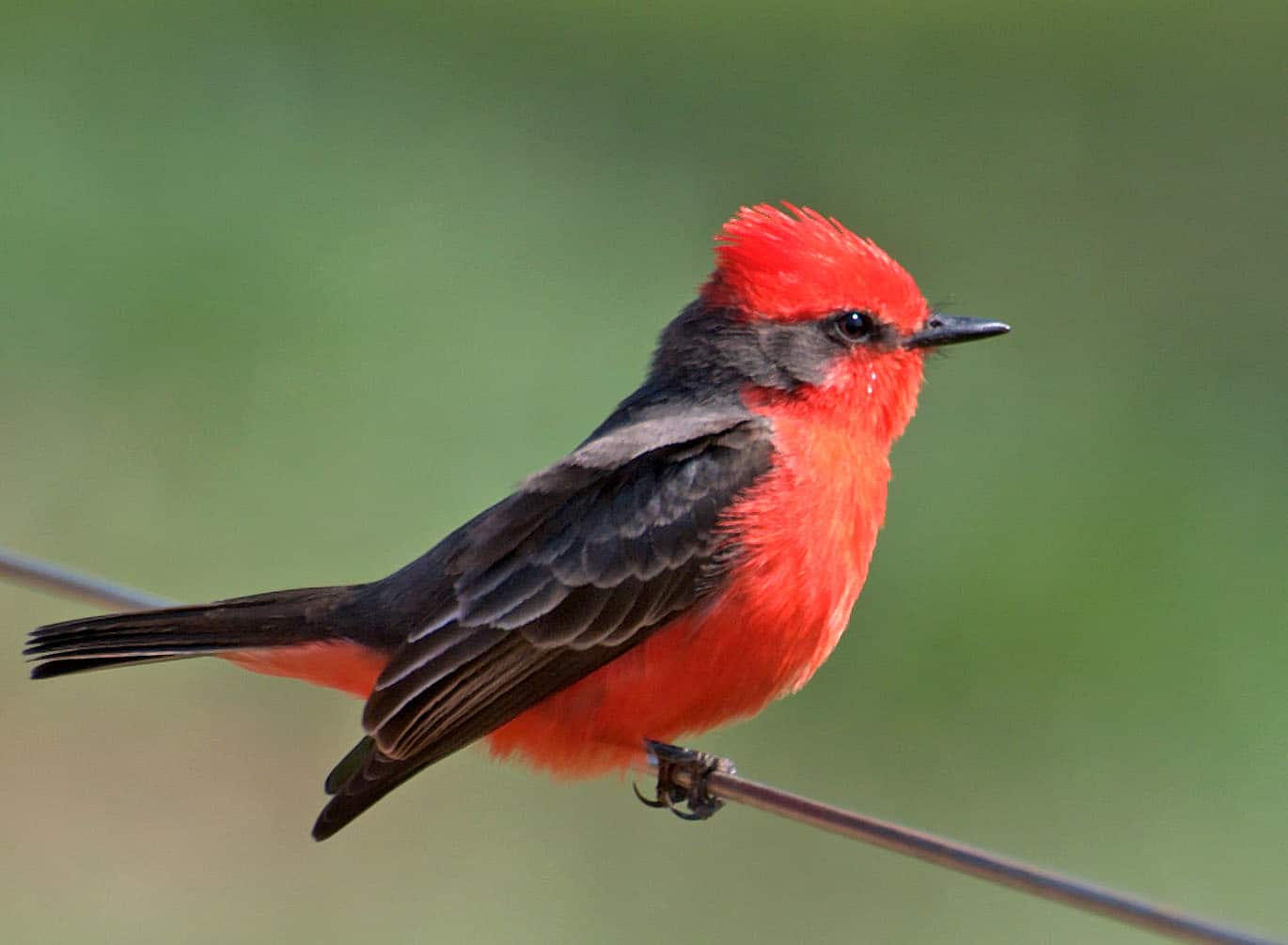 30 Types of Red Birds (Pictures and Identification)