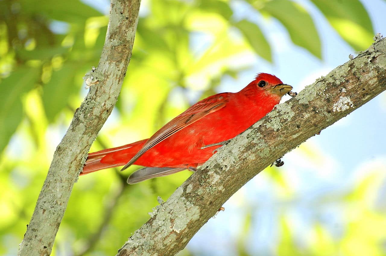 30 Types of Red Birds (Pictures and Identification)