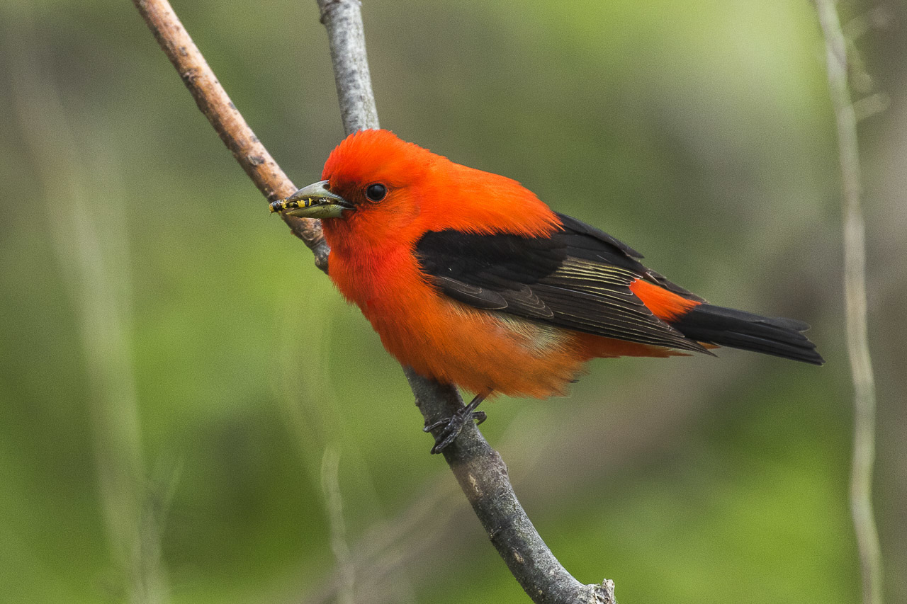 30 Types of Red Birds (Pictures and Identification)