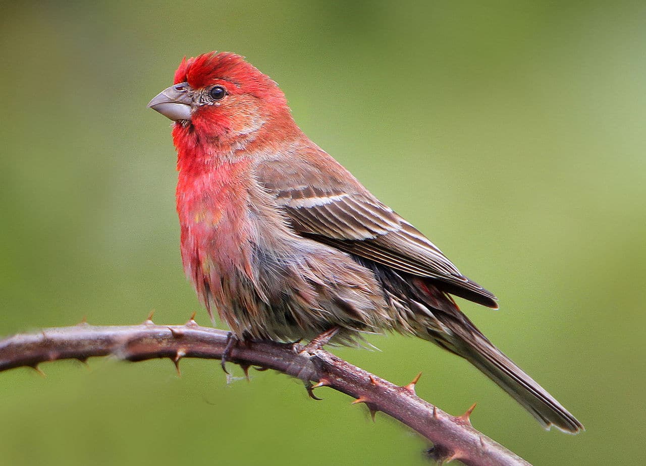 30 Types of Red Birds (Pictures and Identification)