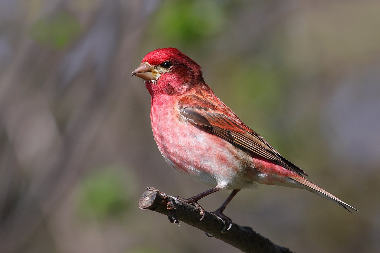 30 Types of Red Birds (Pictures and Identification)