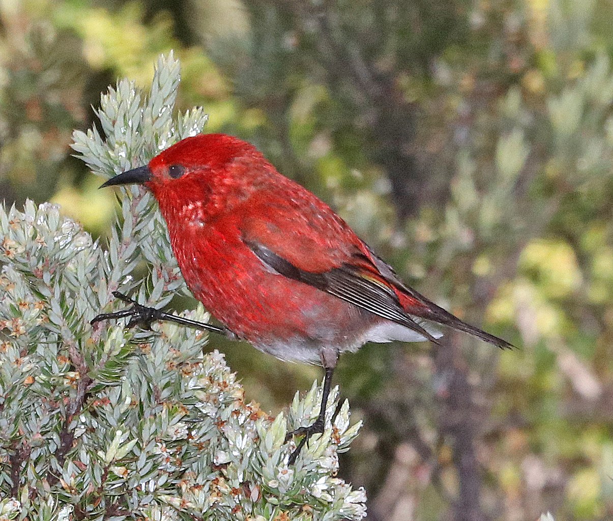 30 Types of Red Birds (Pictures and Identification)