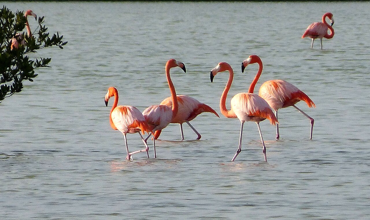 30 Types of Red Birds (Pictures and Identification)