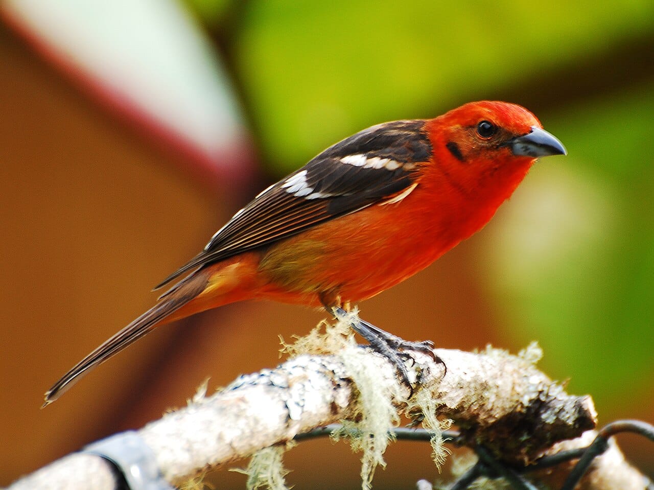 30 Types of Red Birds (Pictures and Identification)