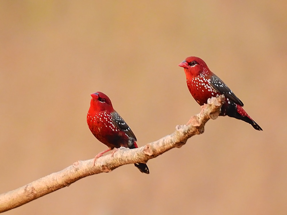 30 Types of Red Birds (Pictures and Identification)