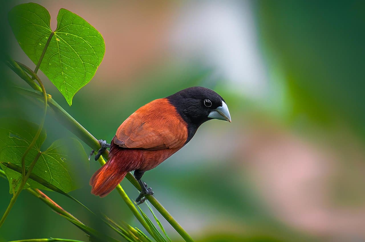 30 Types of Red Birds (Pictures and Identification)