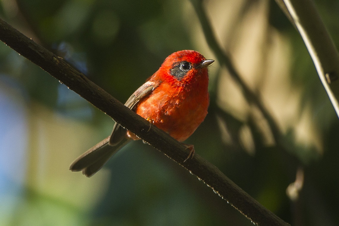 30 Types of Red Birds (Pictures and Identification)