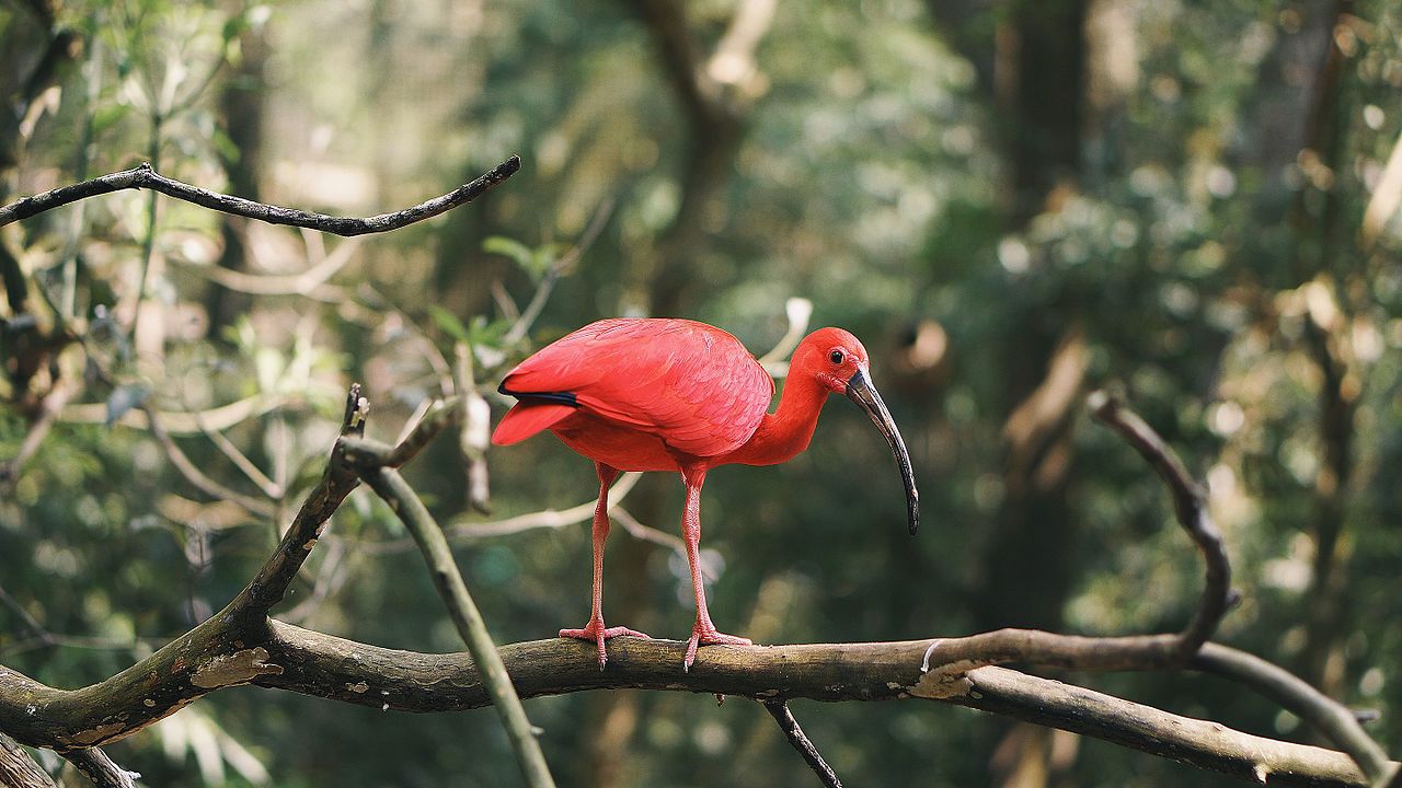 30 Types of Red Birds (Pictures and Identification)