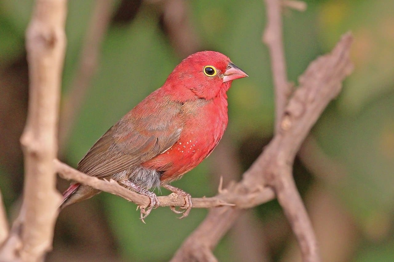 30 Types of Red Birds (Pictures and Identification)