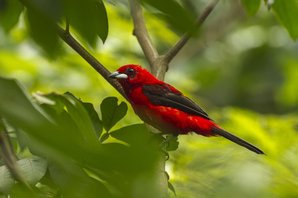 30 Types of Red Birds (Pictures and Identification)