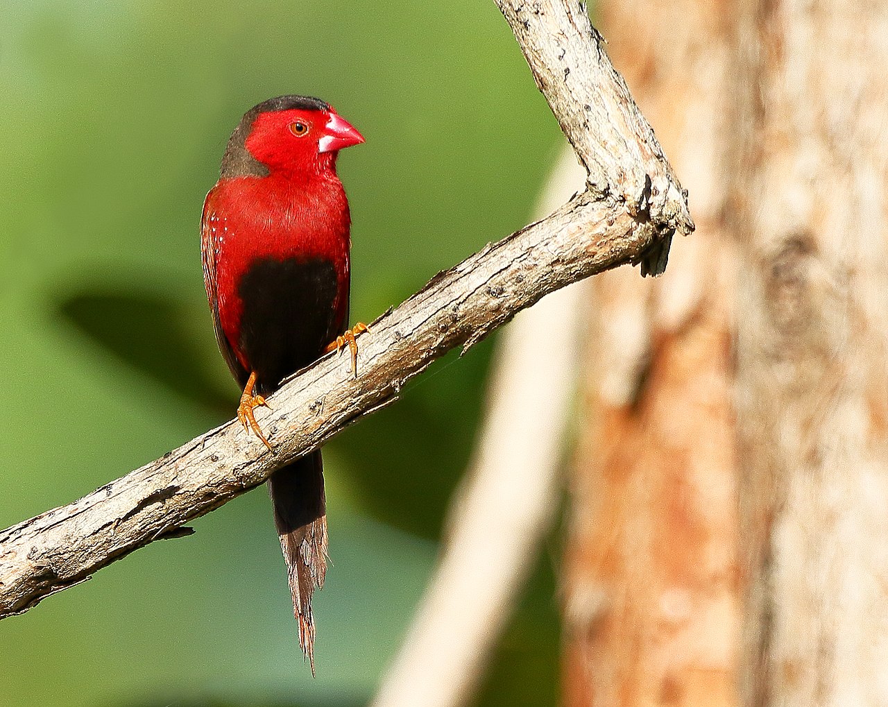 30 Types of Red Birds (Pictures and Identification)