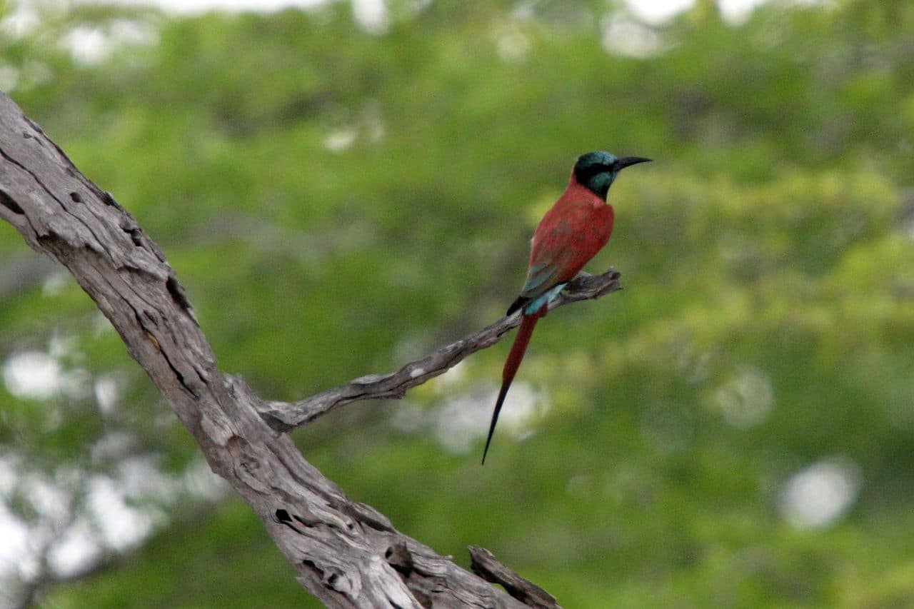 30 Types of Red Birds (Pictures and Identification)