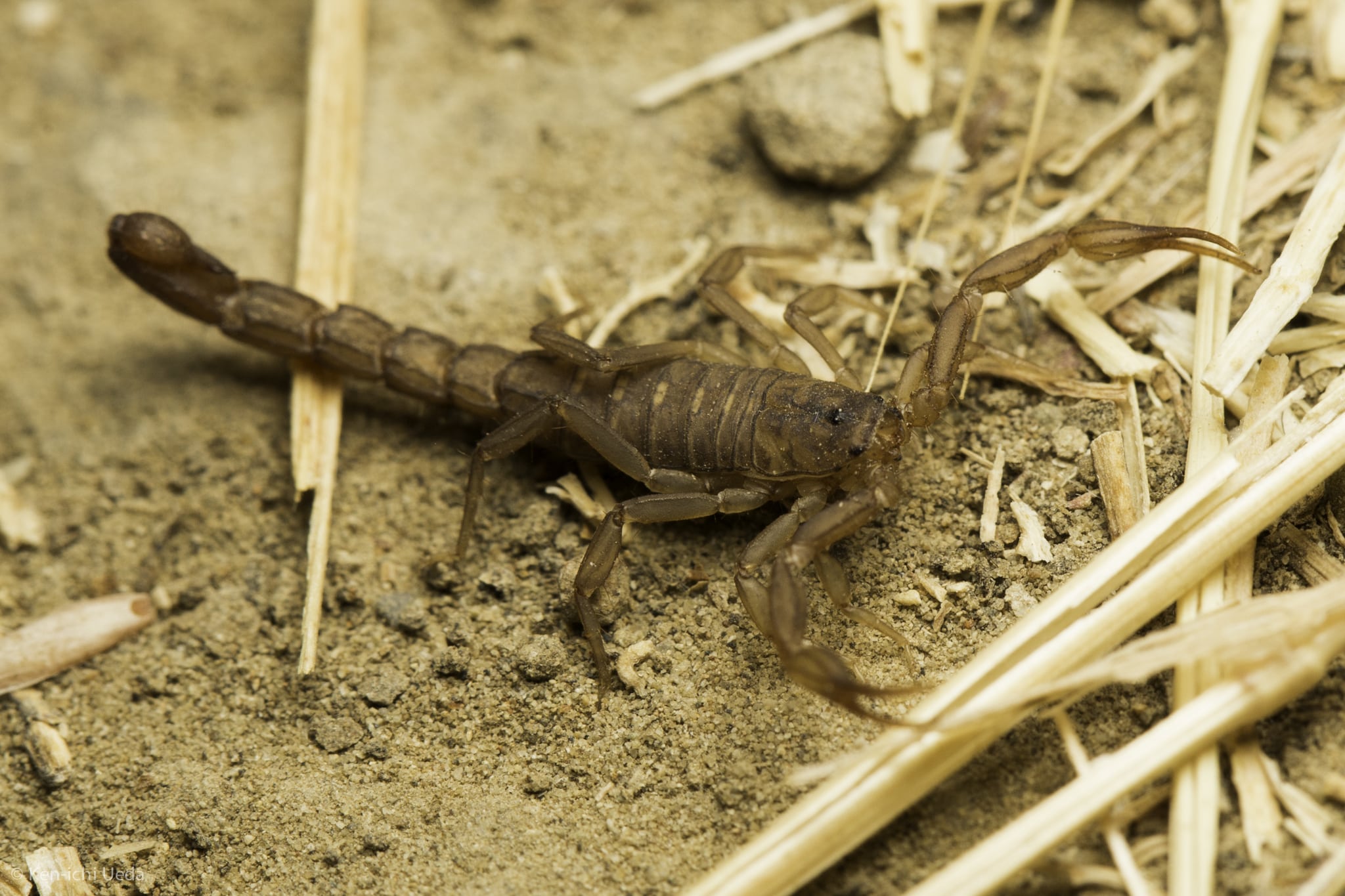 27 Types of Scorpions (Pictures and Identification)