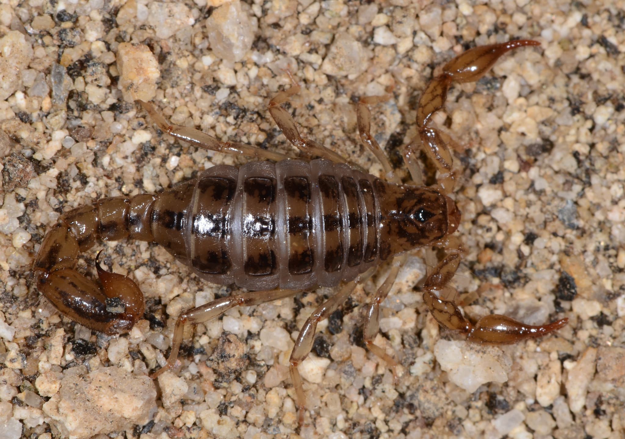 27 Types of Scorpions (Pictures and Identification)