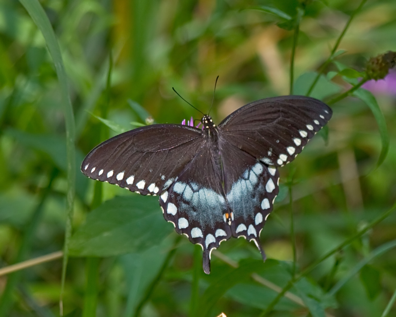 46 Common Types of Black Butterflies (with Pictures)