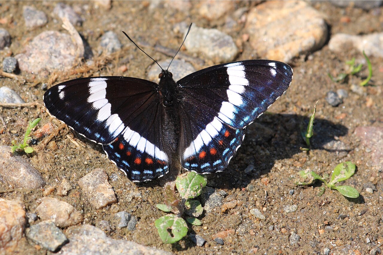 46 Common Types of Black Butterflies (with Pictures)