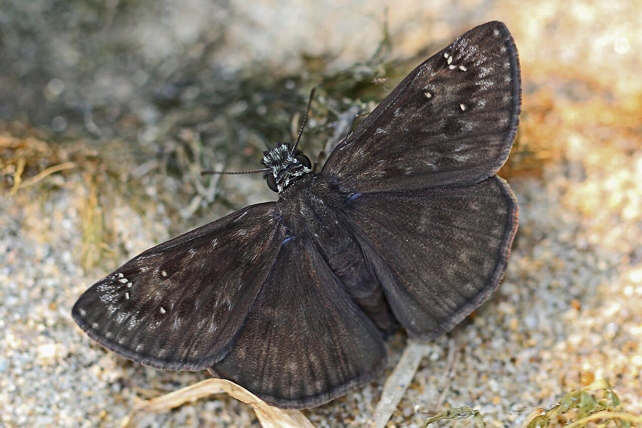 46 Common Types of Black Butterflies (with Pictures)
