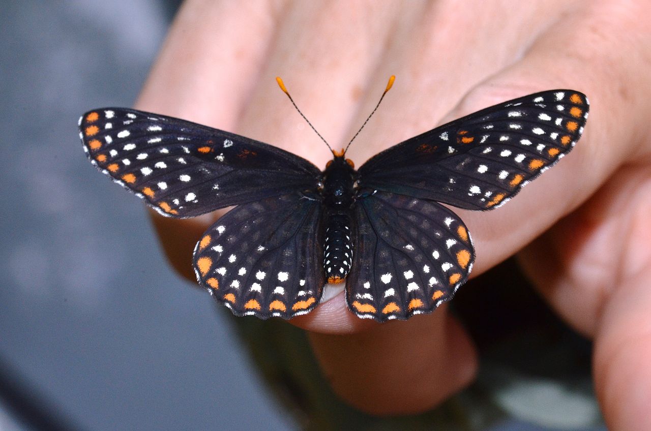46 Common Types of Black Butterflies (with Pictures)