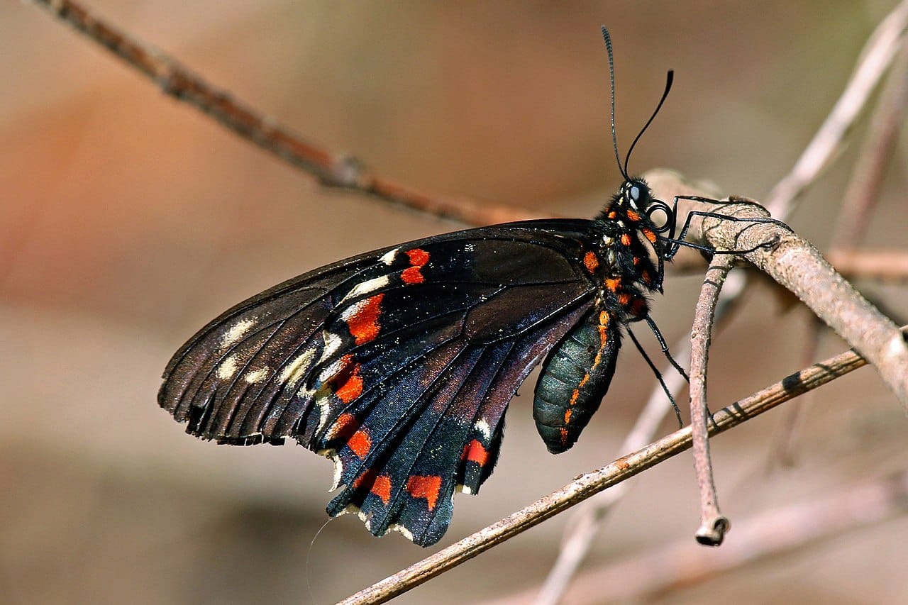 46 Common Types of Black Butterflies (with Pictures)