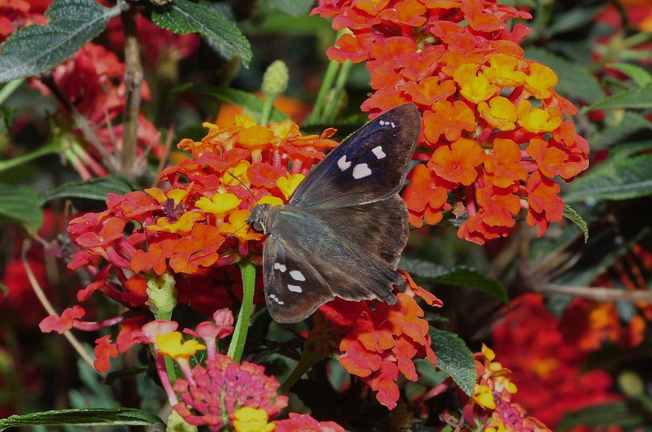 46 Common Types of Black Butterflies (with Pictures)