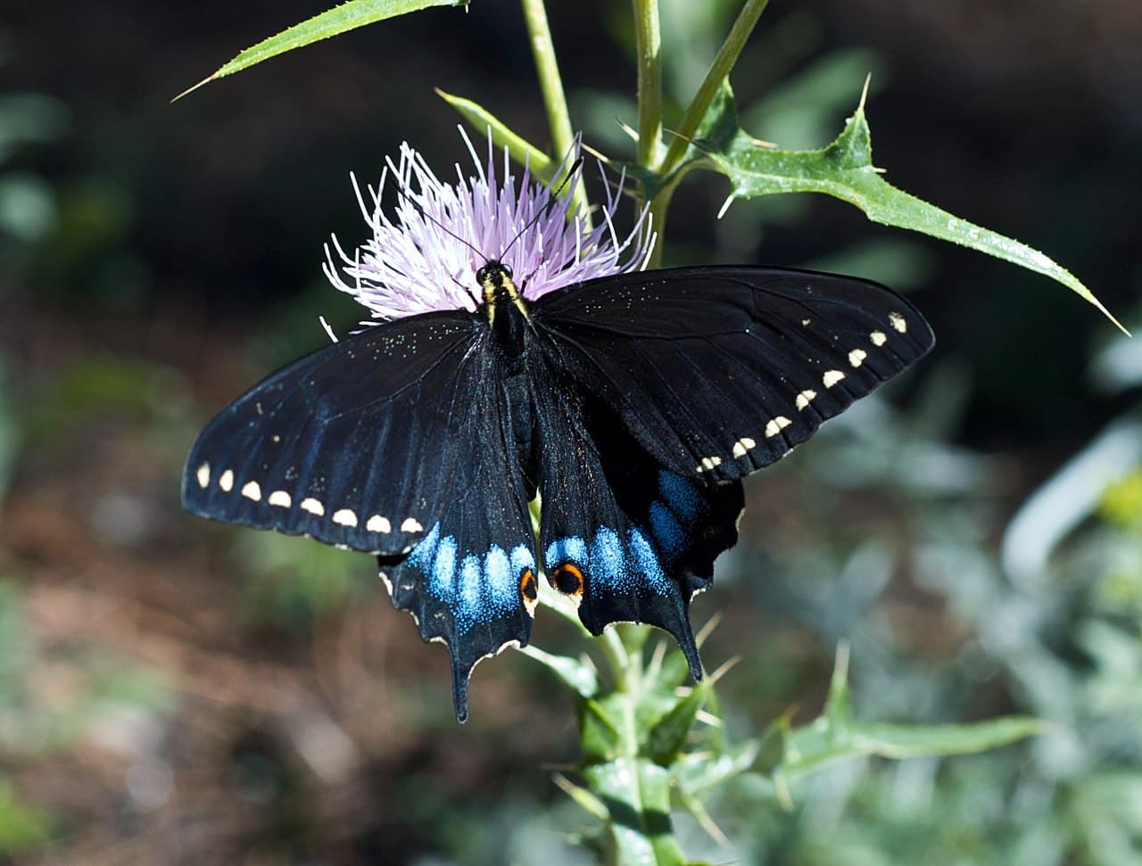 46 Common Types of Black Butterflies (with Pictures)