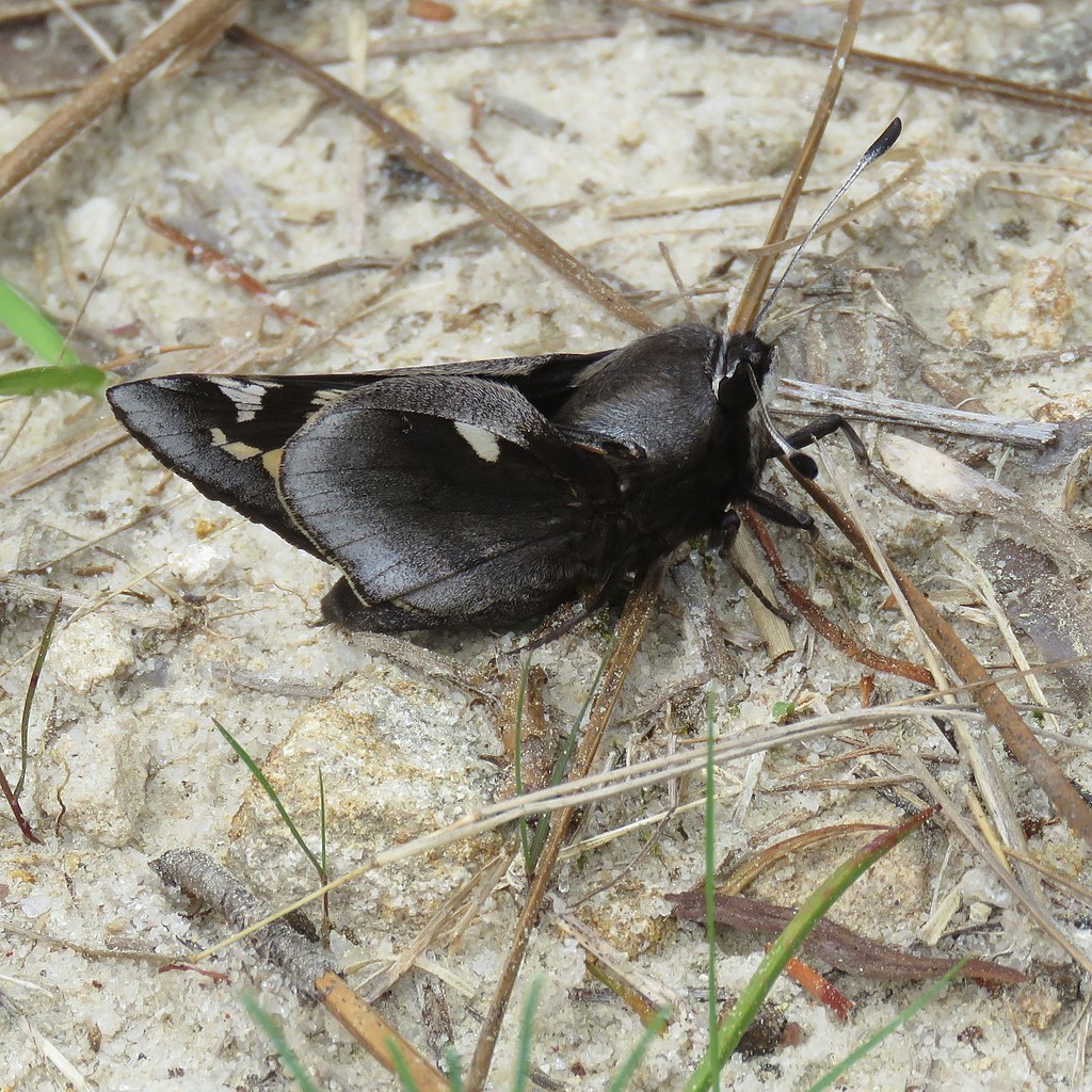 46 Common Types of Black Butterflies (with Pictures)