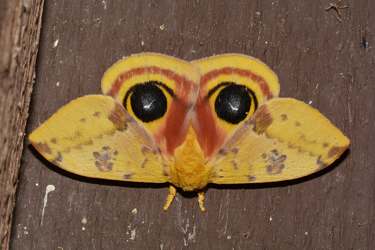 26 Butterflies and Moths with Eyes on Wings (with Pictures)