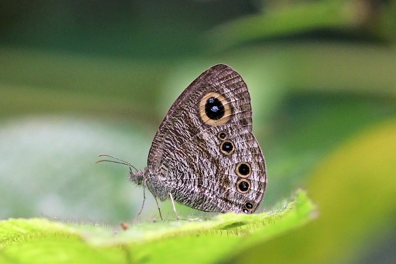 26 Butterflies and Moths with Eyes on Wings (with Pictures)