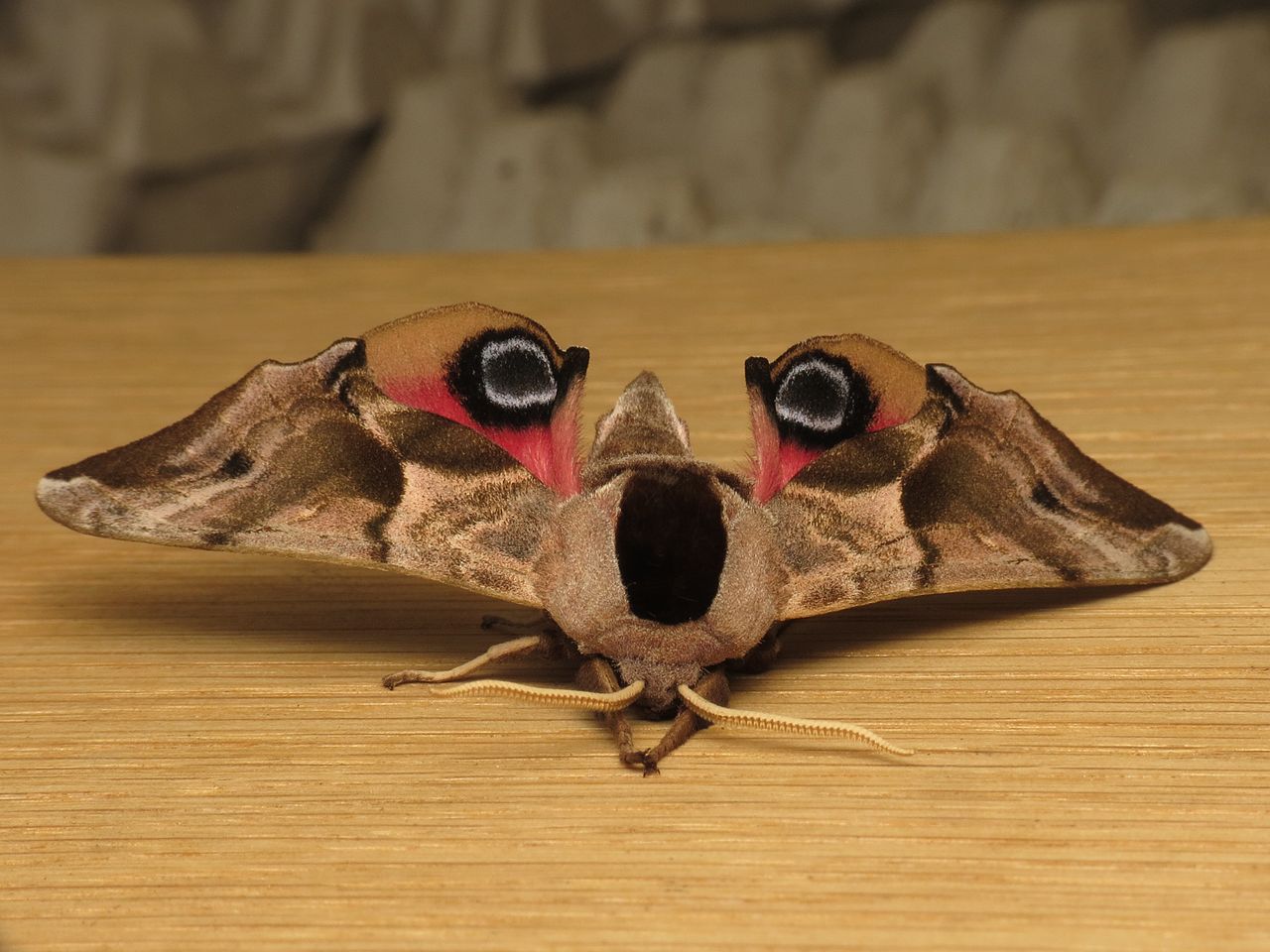 26 Butterflies and Moths with Eyes on Wings (with Pictures)