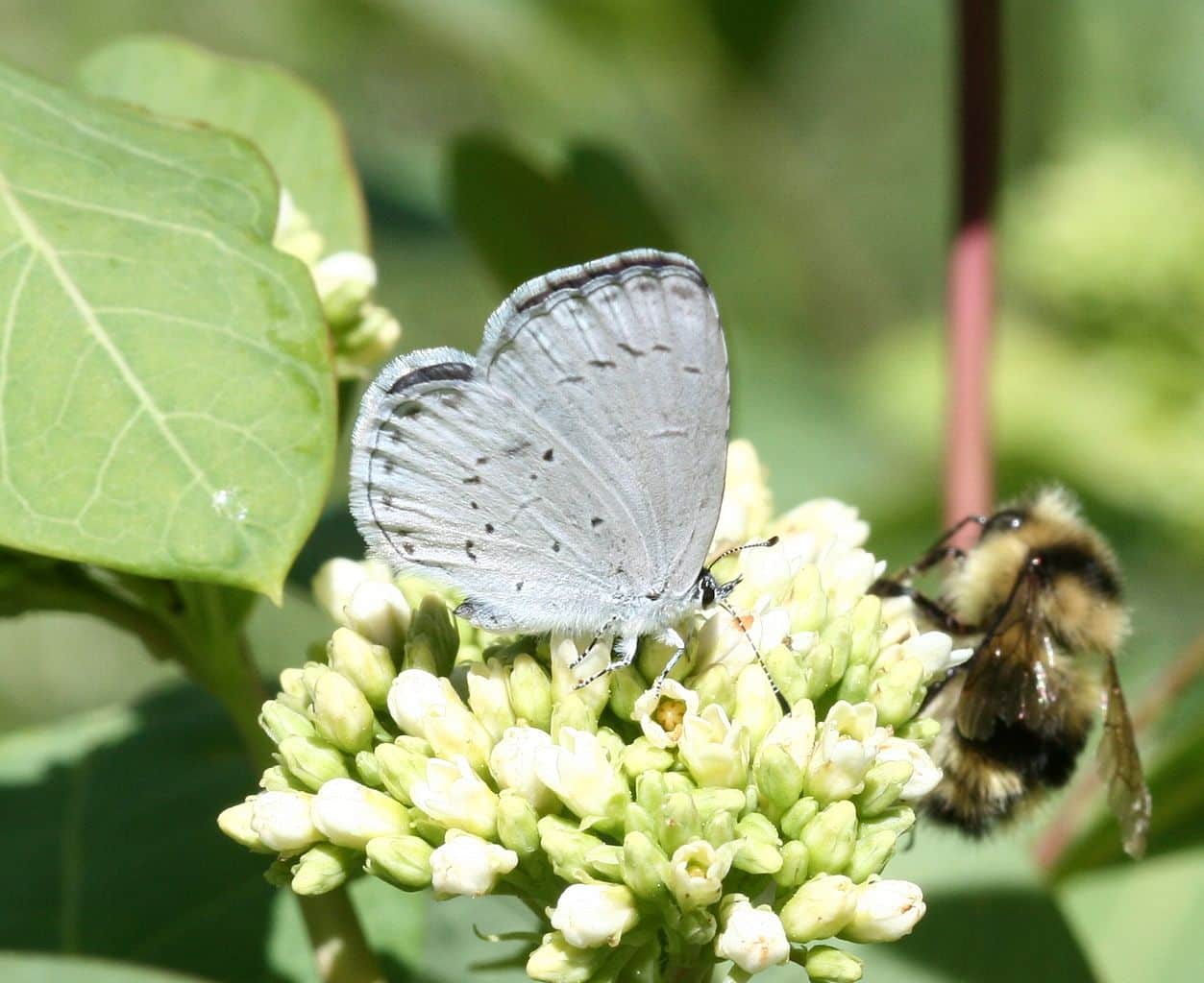 44 Common White Butterflies In The United States (with Pictures)