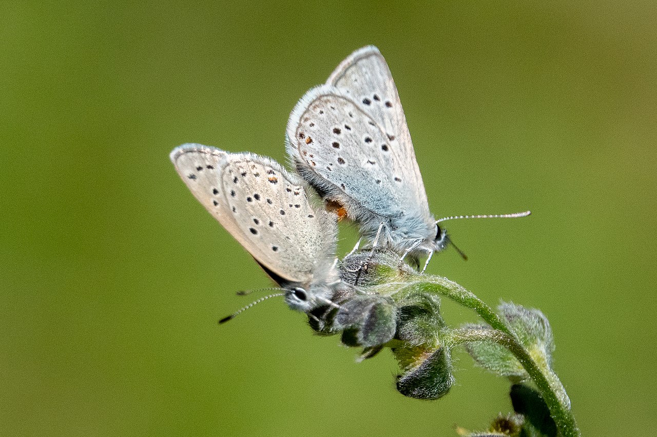 44 Common White Butterflies In The United States (with Pictures)
