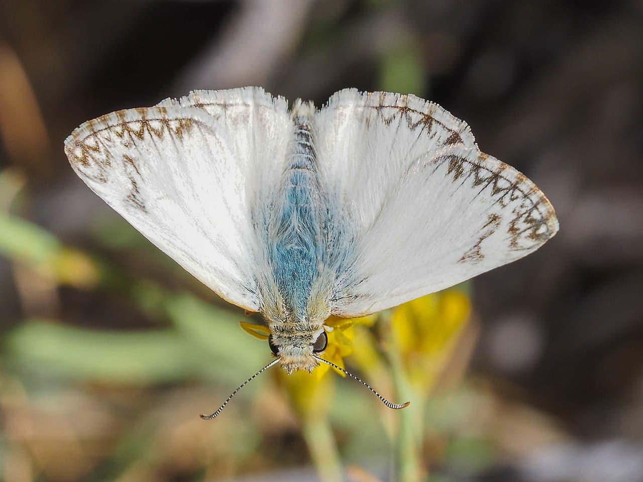 44 Common White Butterflies In The United States (with Pictures)