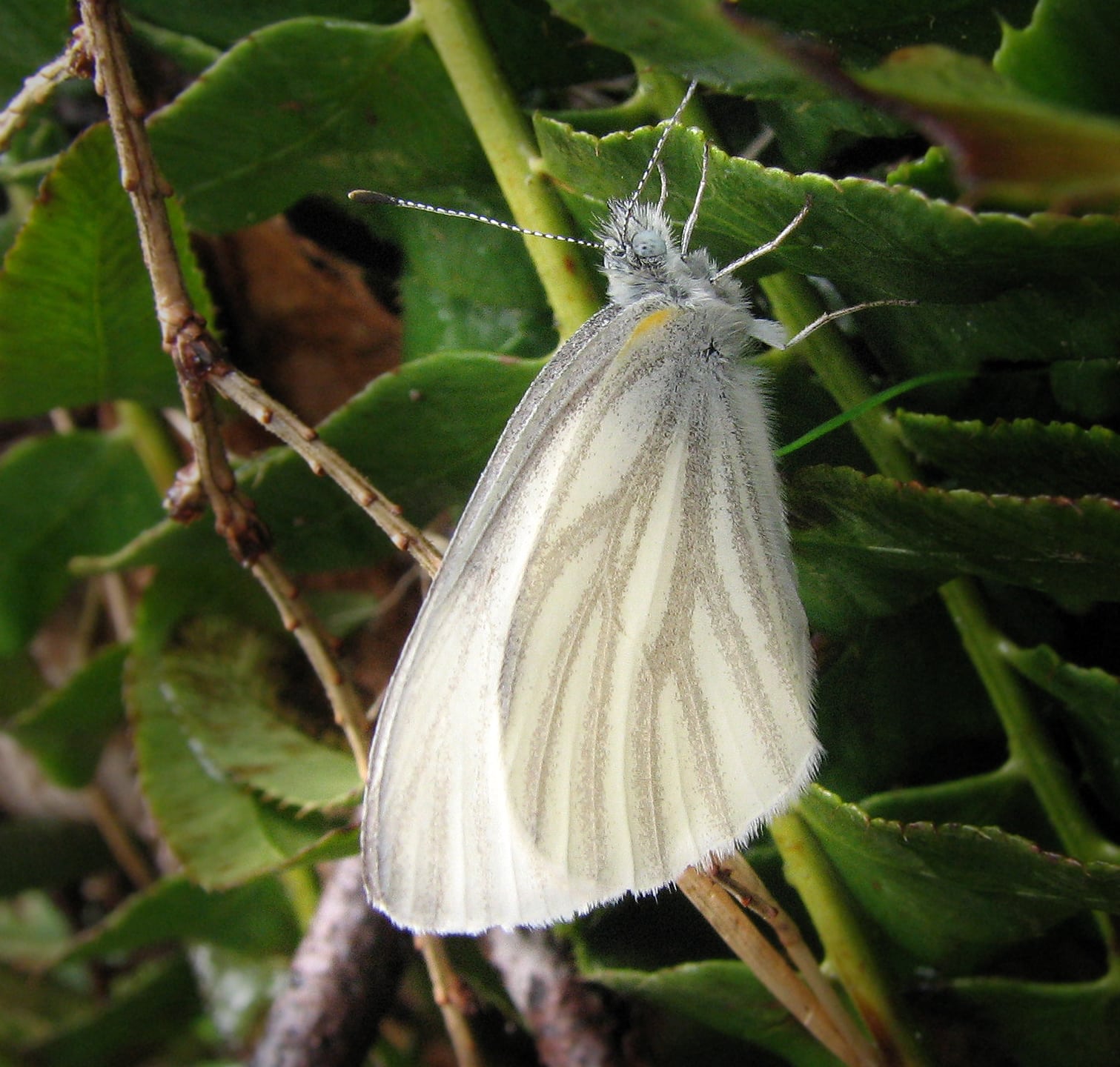 44 Common White Butterflies In The United States (with Pictures)