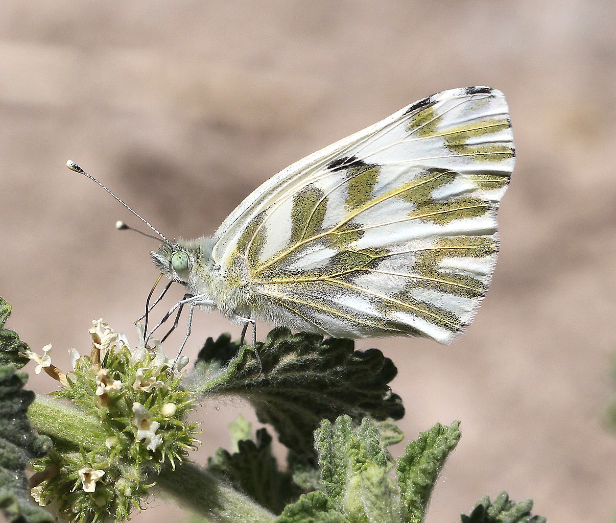 44 Common White Butterflies In The United States (with Pictures)