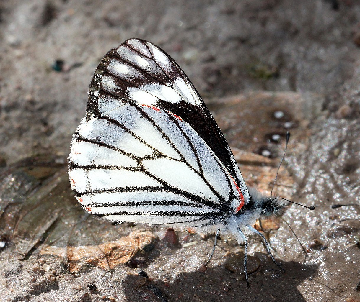 44 Common White Butterflies In The United States (with Pictures)