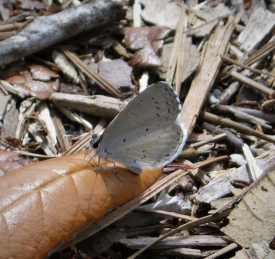 44 Common White Butterflies In The United States (with Pictures)