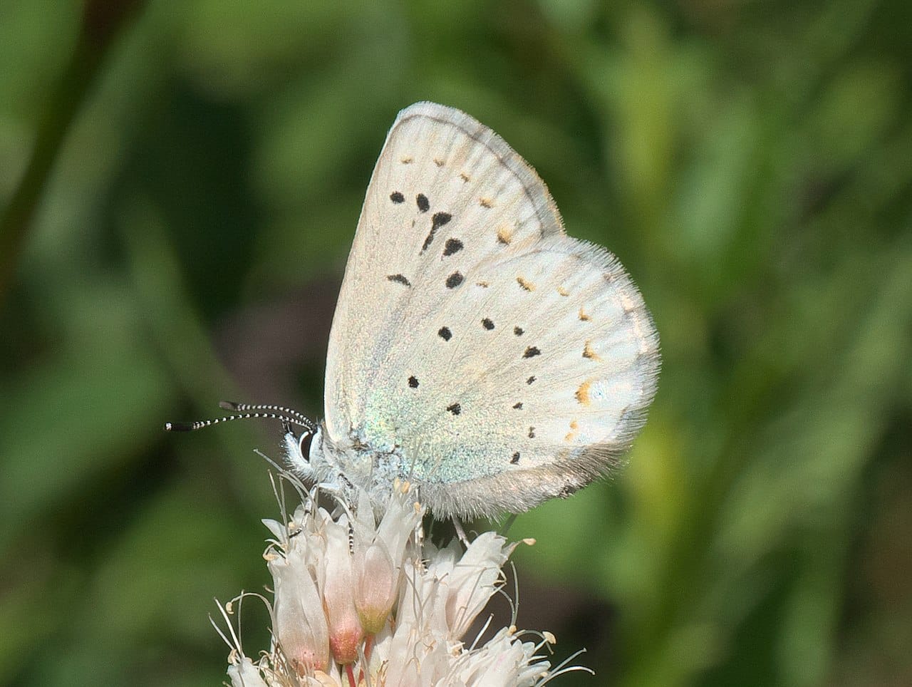 44 Common White Butterflies In The United States (with Pictures)