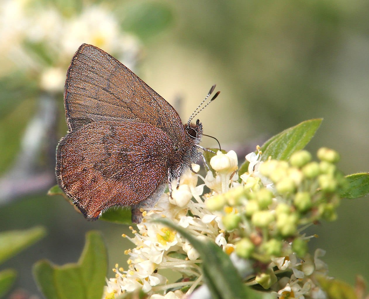 48 Common Brown Butterflies in The U.S. (with Pictures)