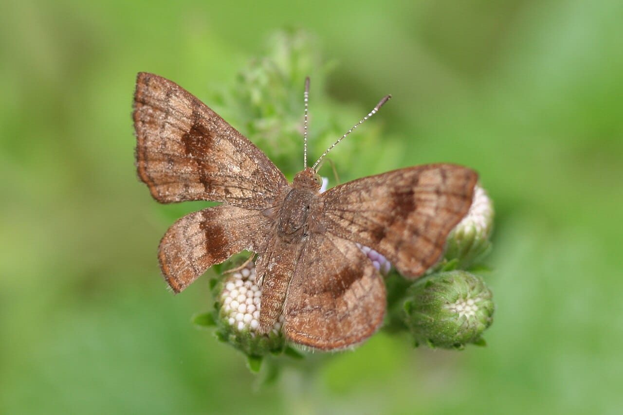 48 Common Brown Butterflies in The U.S. (with Pictures)