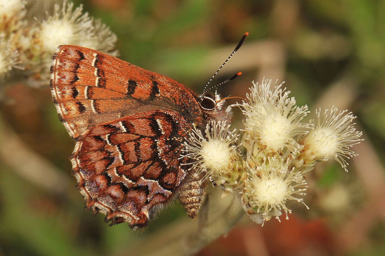 48 Common Brown Butterflies in The U.S. (with Pictures)