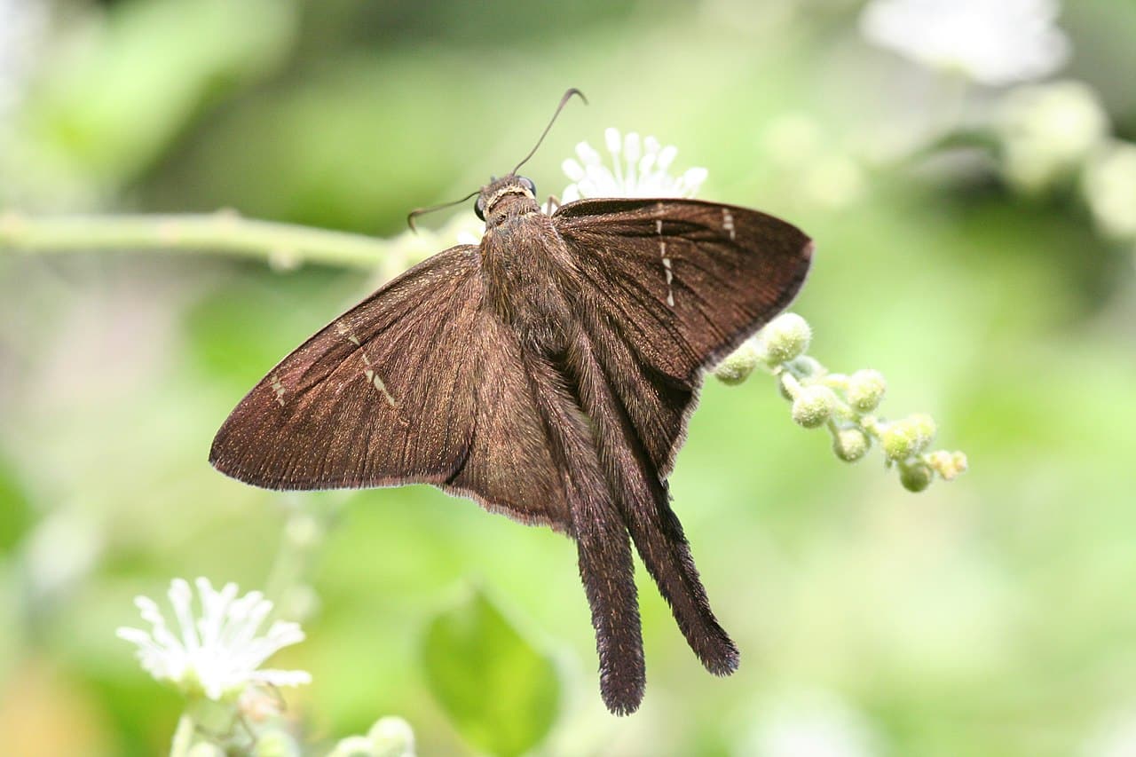 48 Common Brown Butterflies in The U.S. (with Pictures)