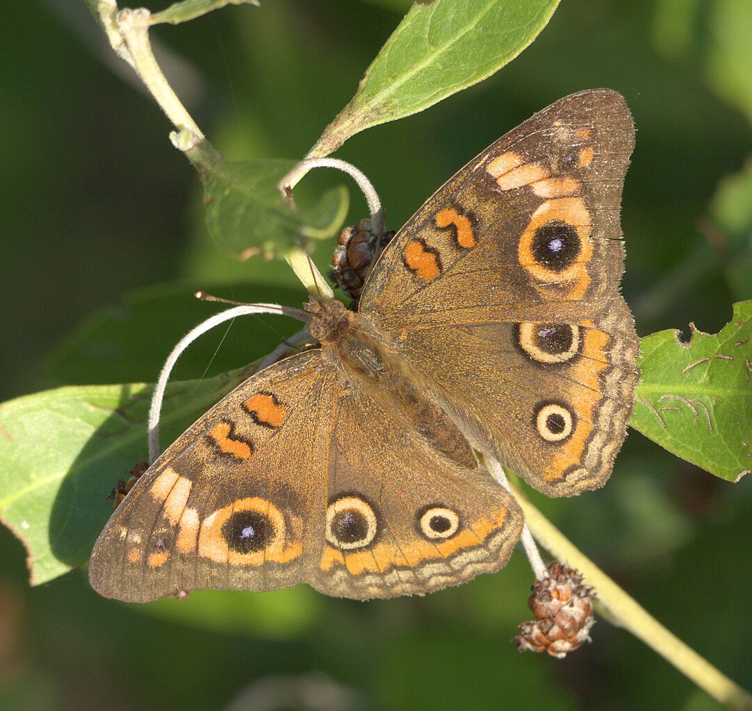 48 Common Brown Butterflies in The U.S. (with Pictures)