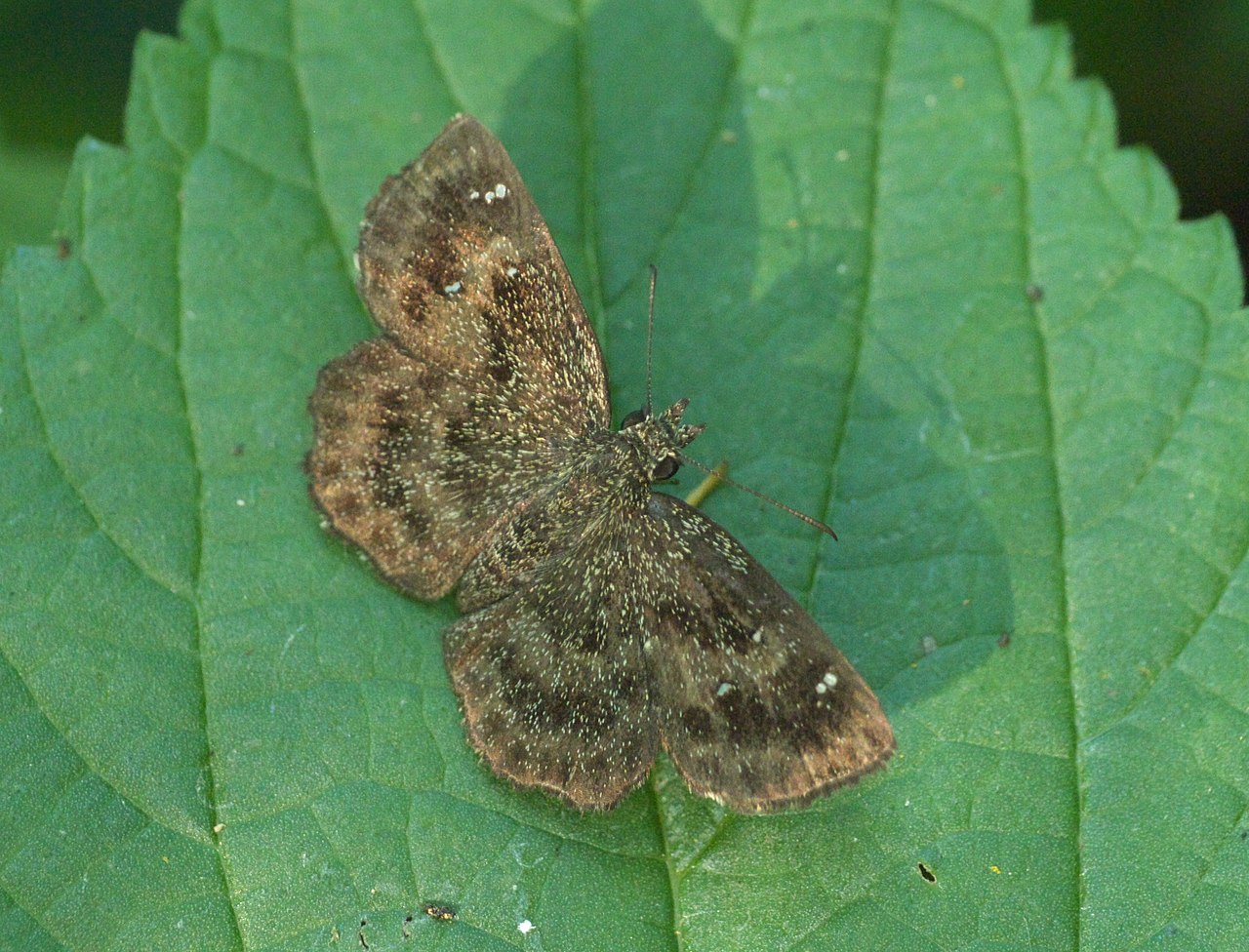 48 Common Brown Butterflies in The U.S. (with Pictures)